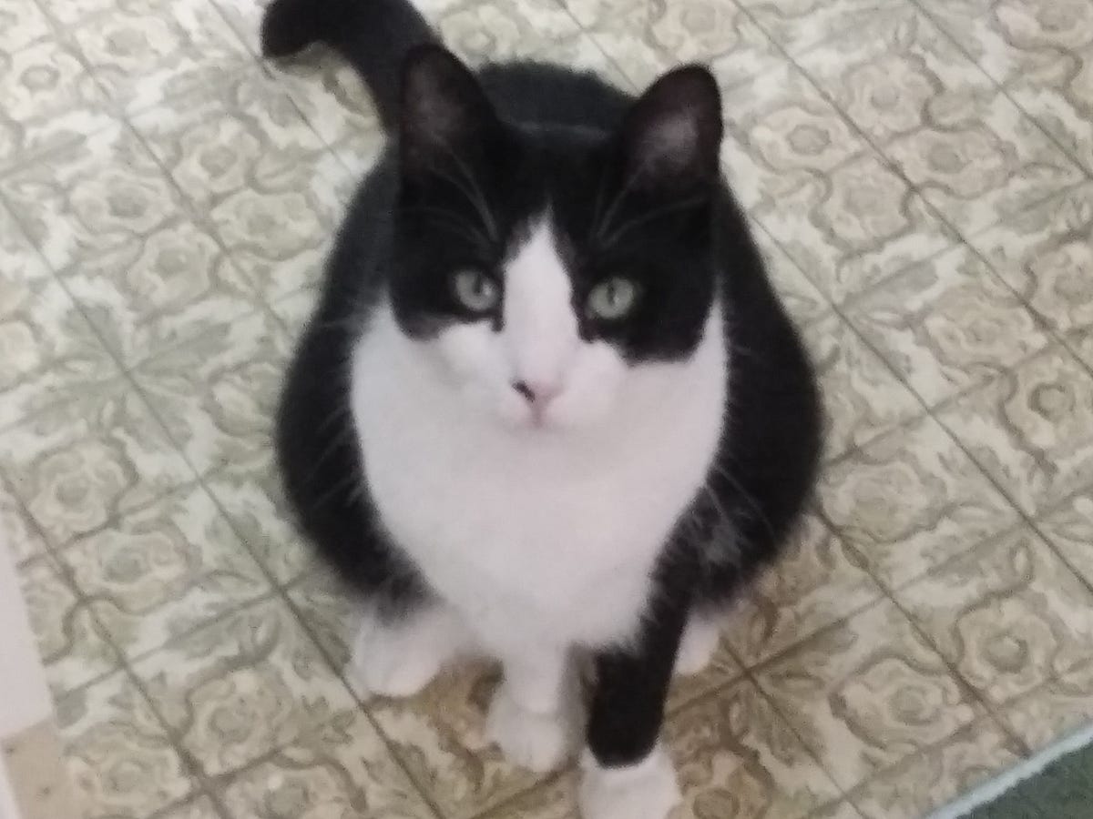 Timmy Time. Reliability and validity from a cat’s… | by Derek J ...
