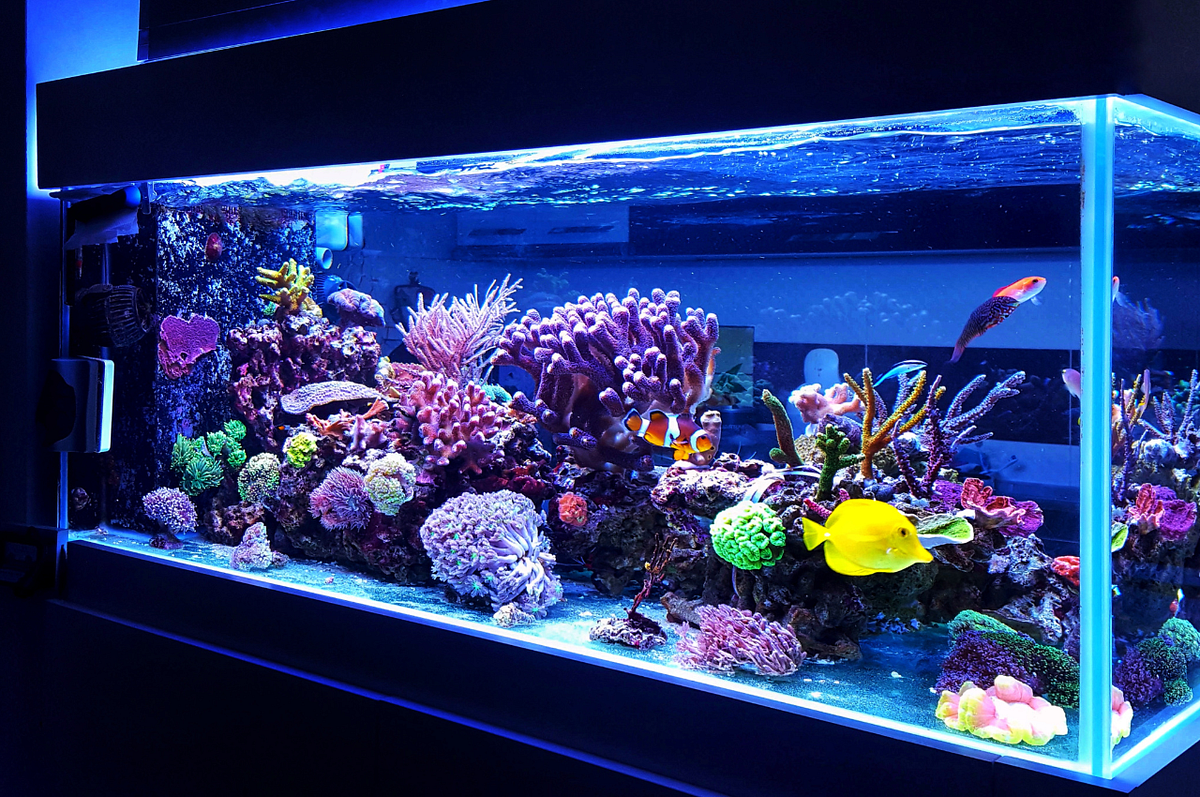What is the Best Live Food for Aquarium Fish? Top Picks! | by Fishing ...