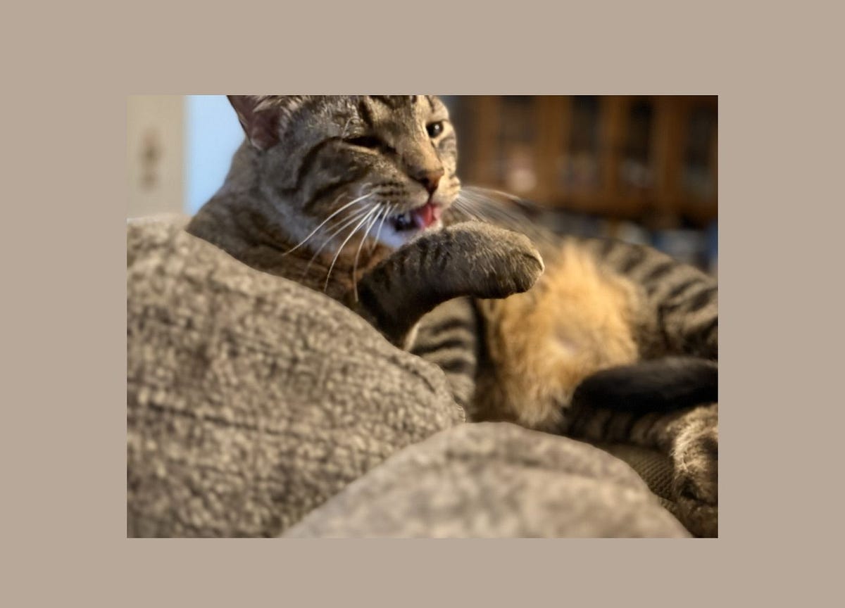 Small Whisker Mysteries. Cozy tales where cats sense what humans… | by ...