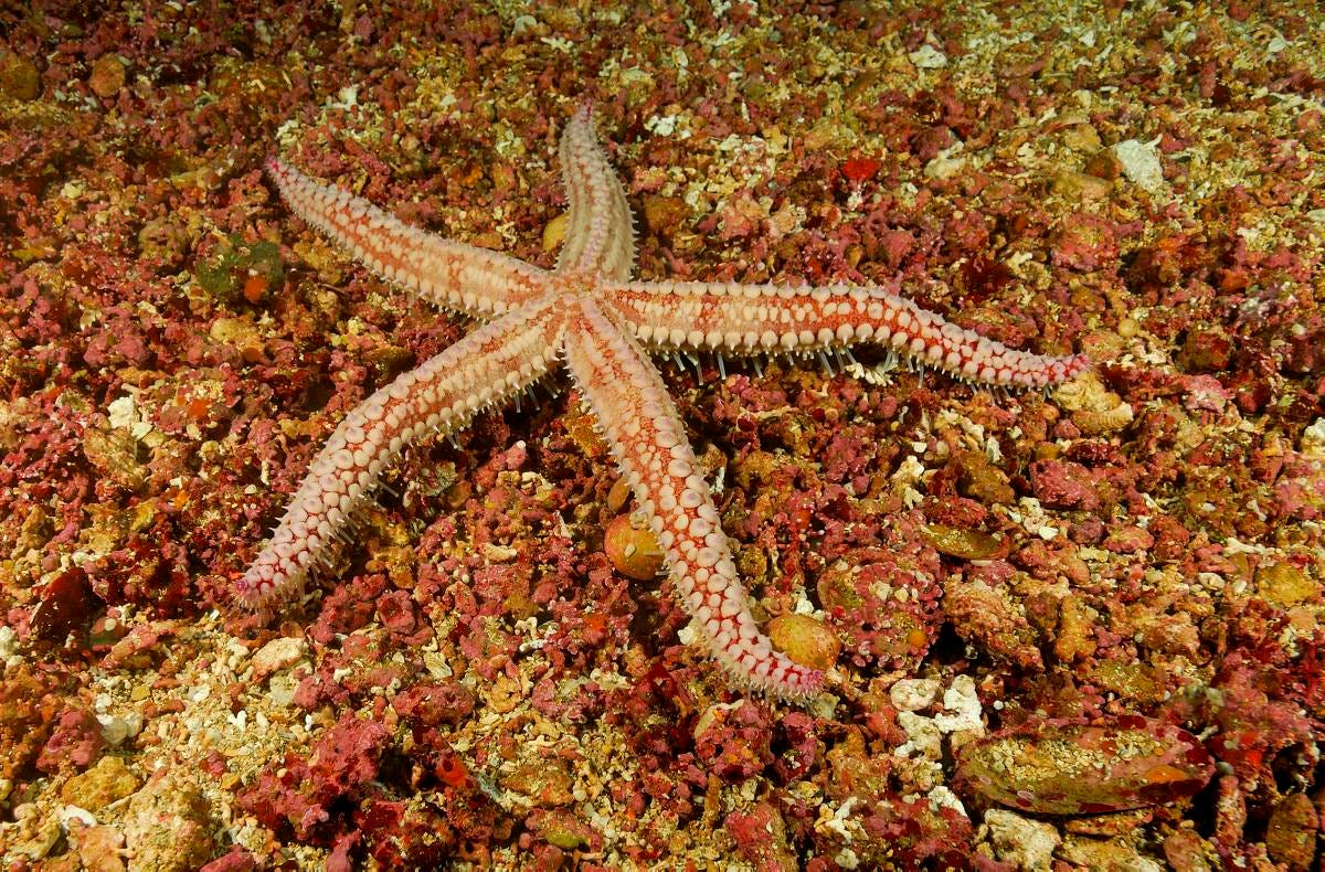 Rhodoliths in distress: threatened ecosystems by climate change and ...