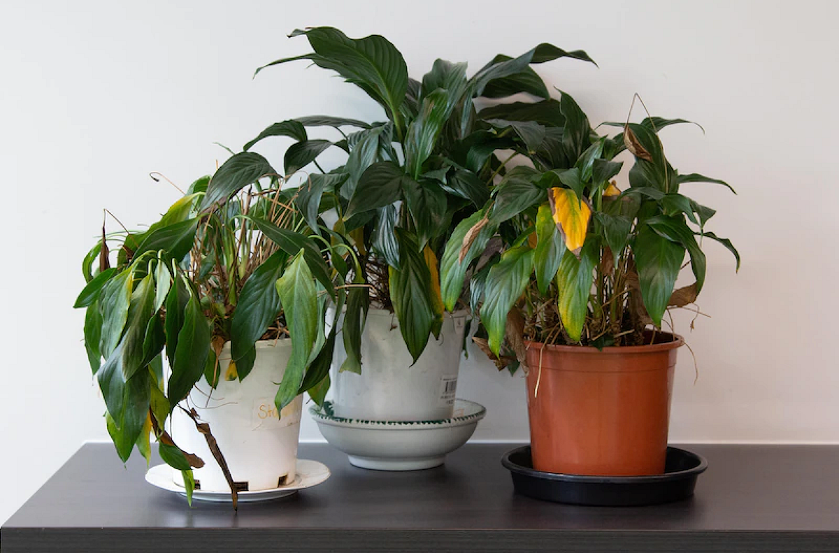 Growing plants: lessons of grief. Trying your hand at growing indoor ...