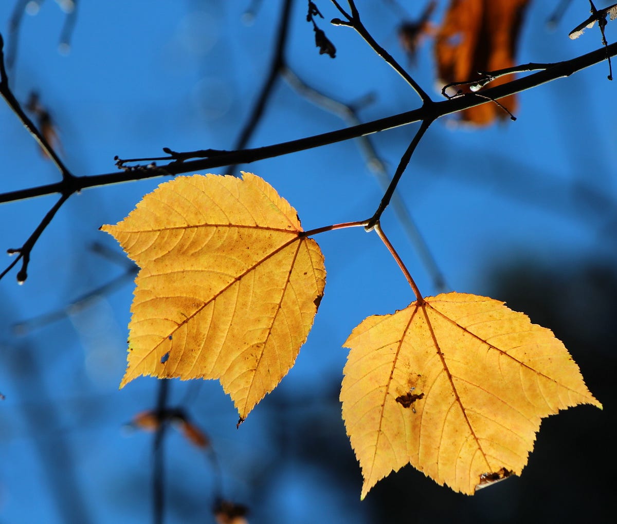 THE WINDS OF FATE. I am a yellowing autumn leaf Wherever… | by Myrna E. Tejada | Medium