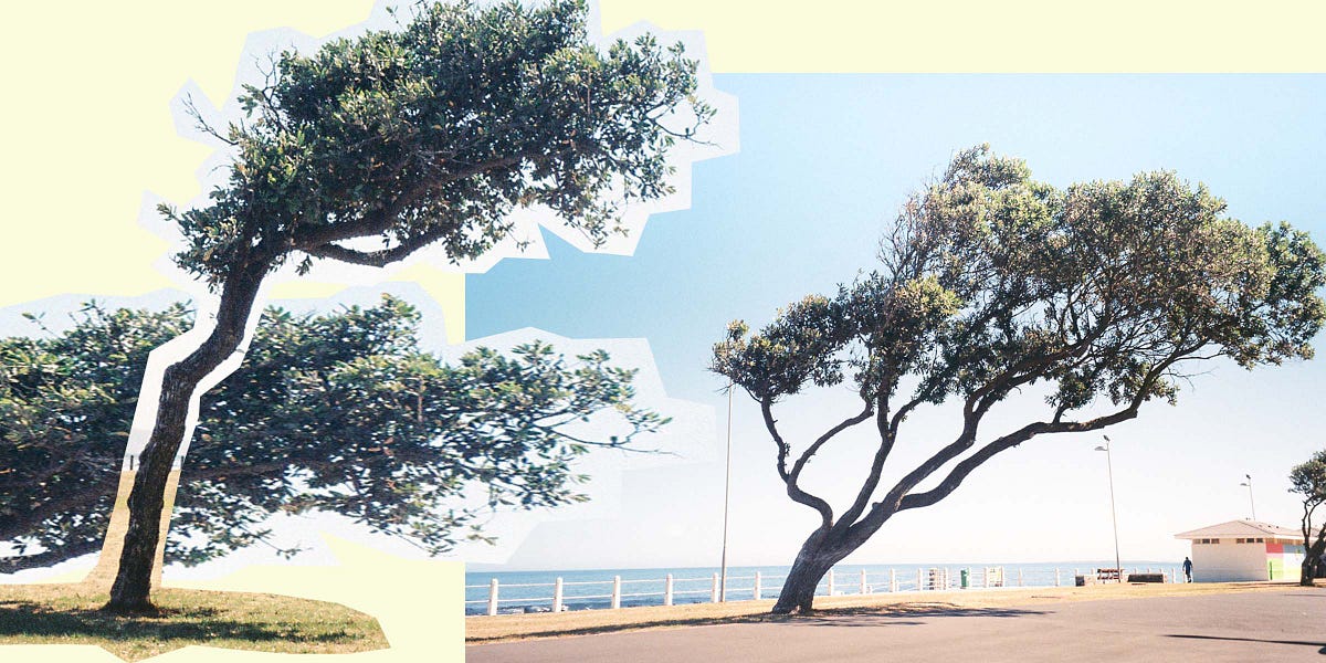 Something In The Air. Cape Town’s life-ruining wind. | by Rosa Lyster ...