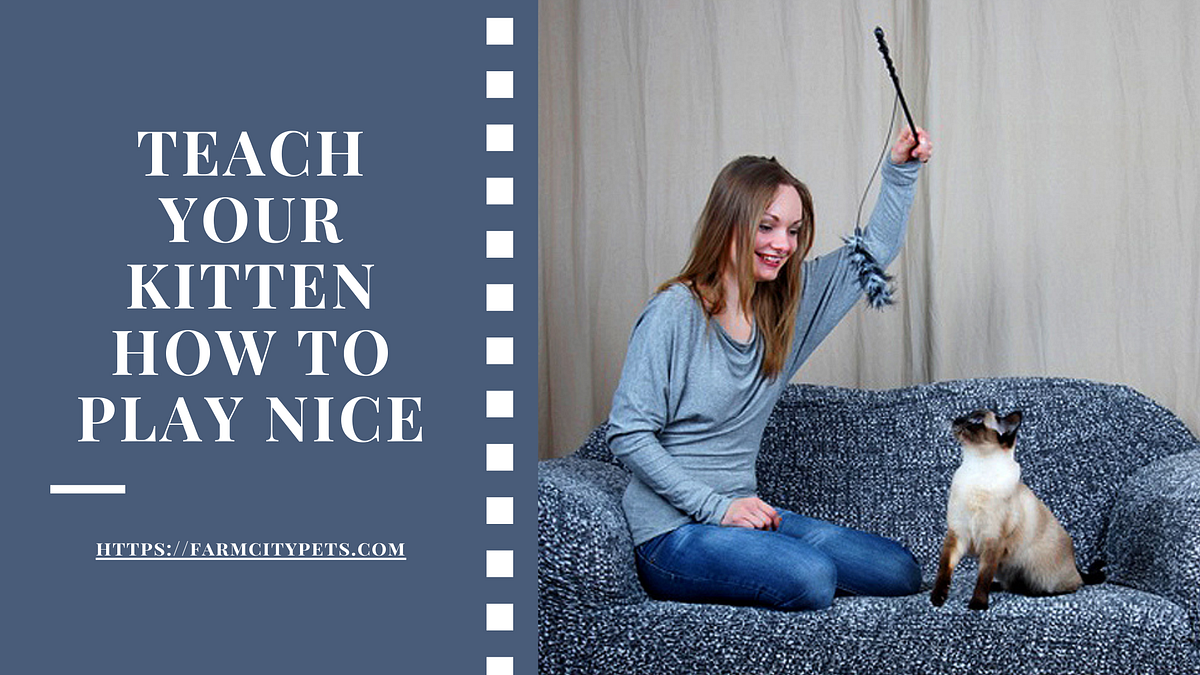 Teach your kitten how to play nice | by farmcitypets | Medium