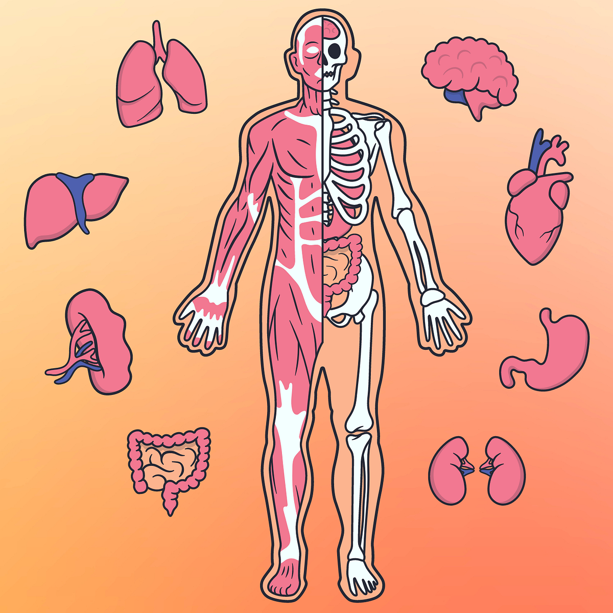 Astonishing Facts About the Human Body | Medium