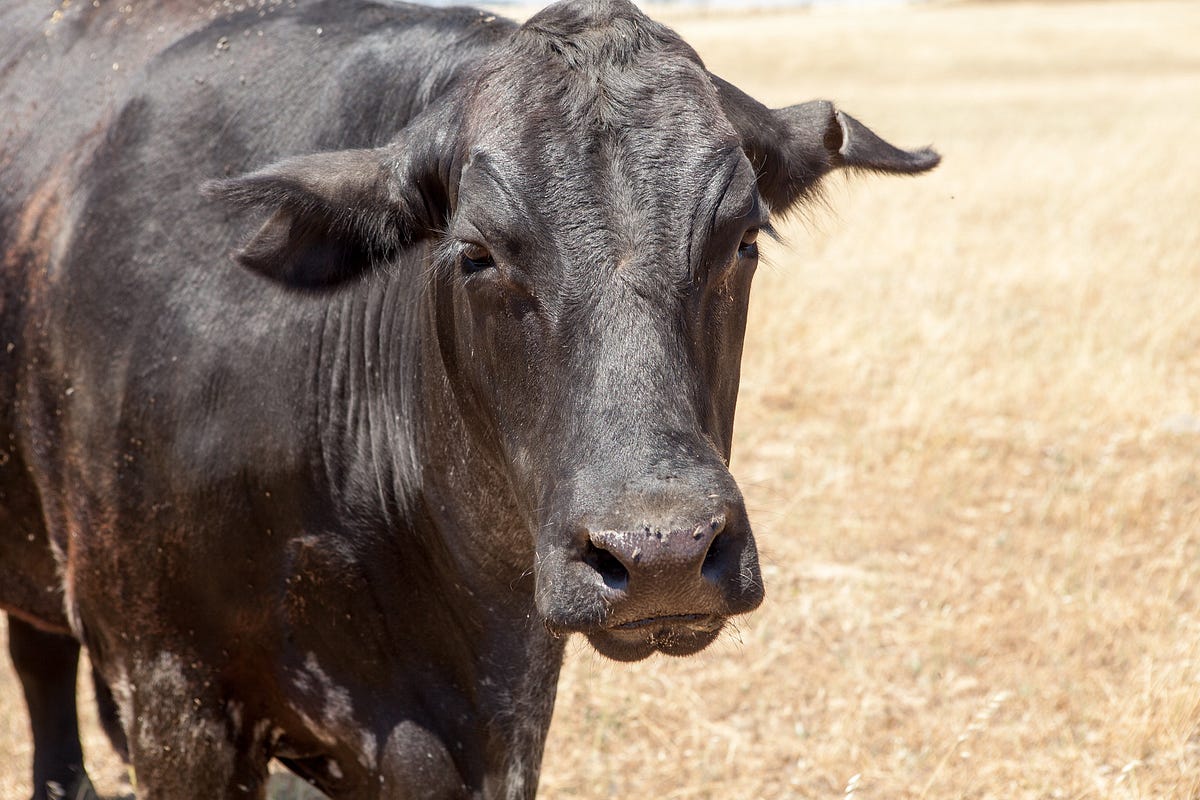 Bleeding Cows for Profit. A vegan objection to “cultivated meat” | by ...