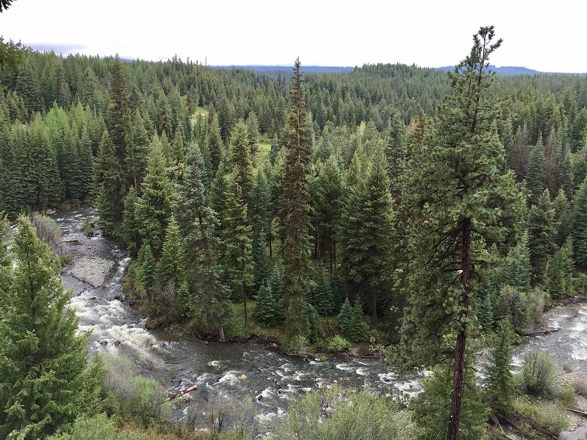 Cut and stay. Managing resources for the long term is… | by Ecotrust ...