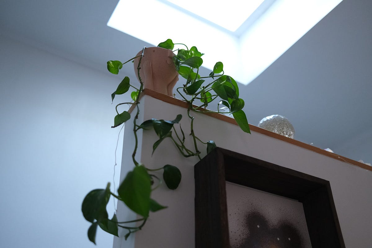 How To Grow Pothos Vines Indoors. Looking to add a touch of greenery to ...