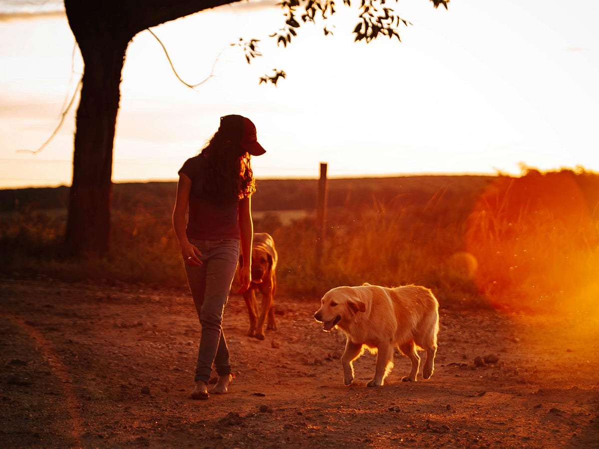 Why Having a Pet Dog is Important for Your Mental Health | by Darren kinch | Aug, 2024 | Medium