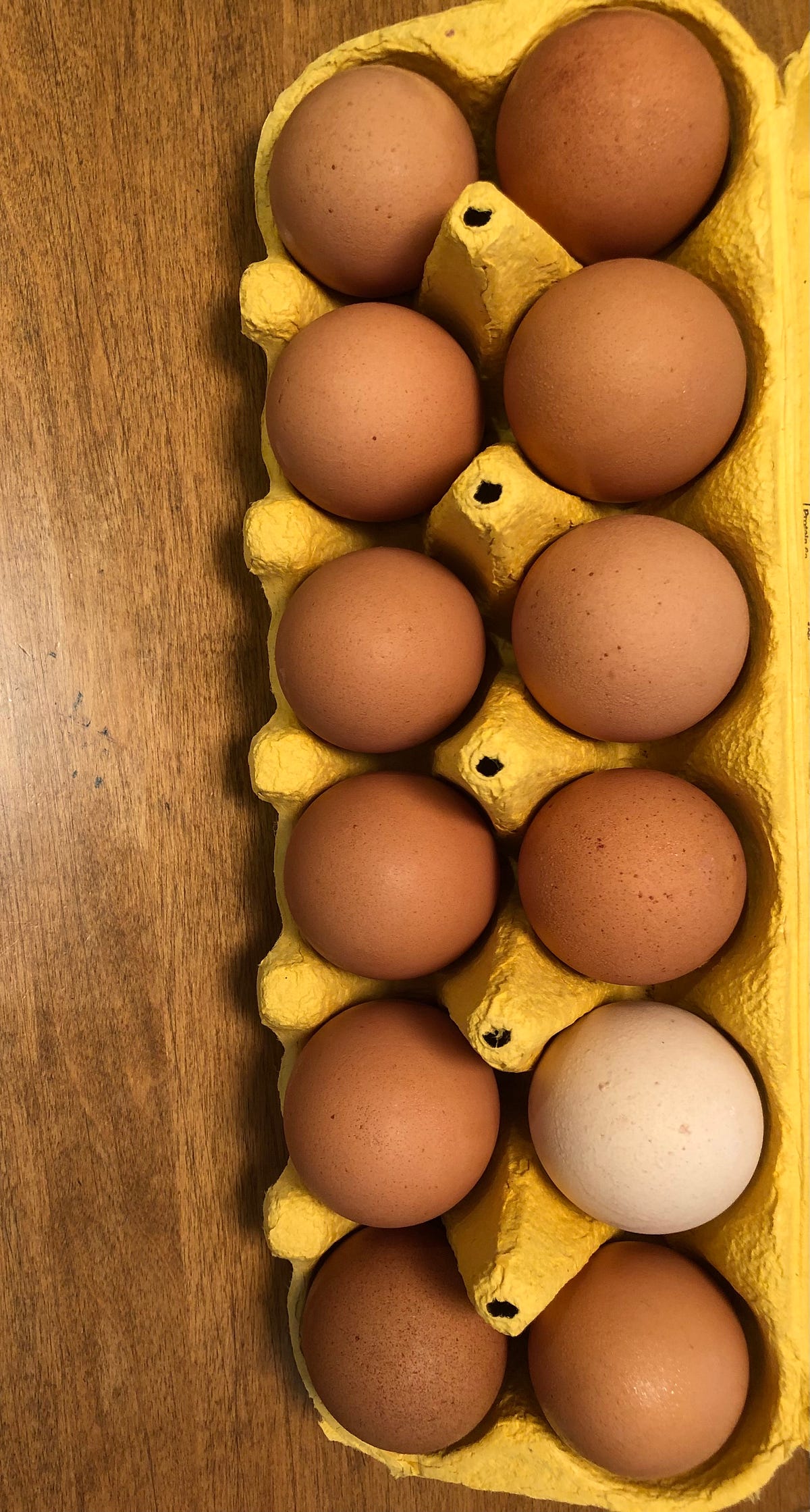 A Hen’s Self-Expression?. June Six Word Photo Story Challenge… | by ...