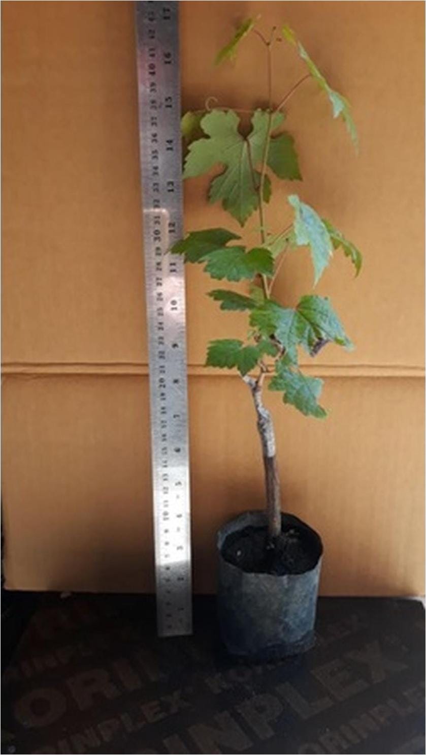 Bibit Anggur Import Everest Grafting Asli Valid Kota Madiun Terlengkap ...