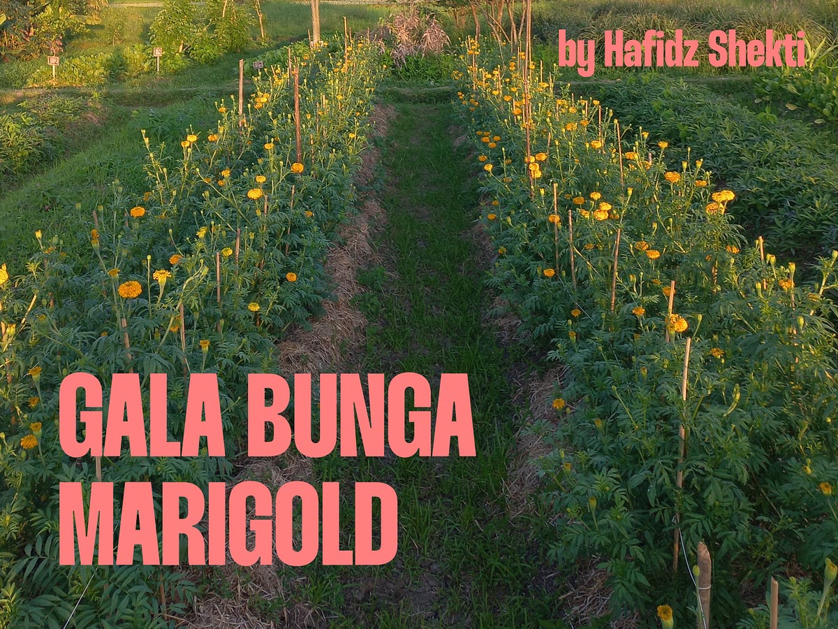 Gala bunga marigold. Parafrase gala bunga matahari-nya Sal… | by ...