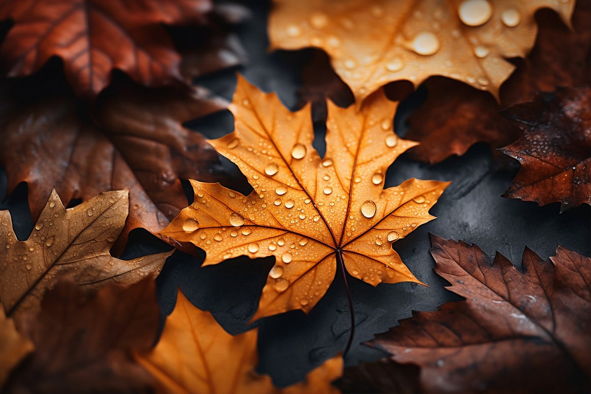Hello Fall, We’ve Missed You: Embracing the Season of Transformation ...