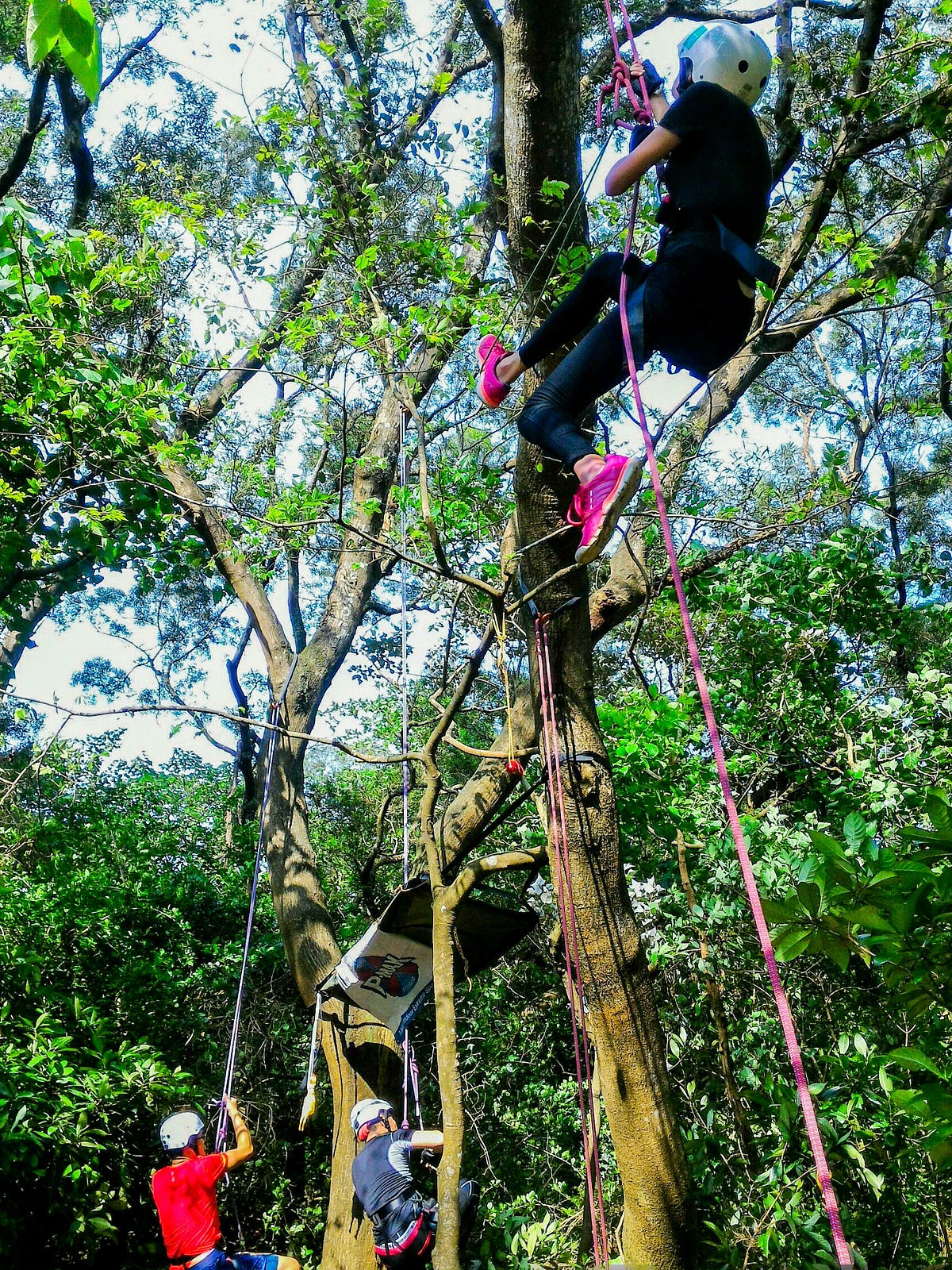 Connect with Trees-Canopy Climbing! | by OwlTing | Medium