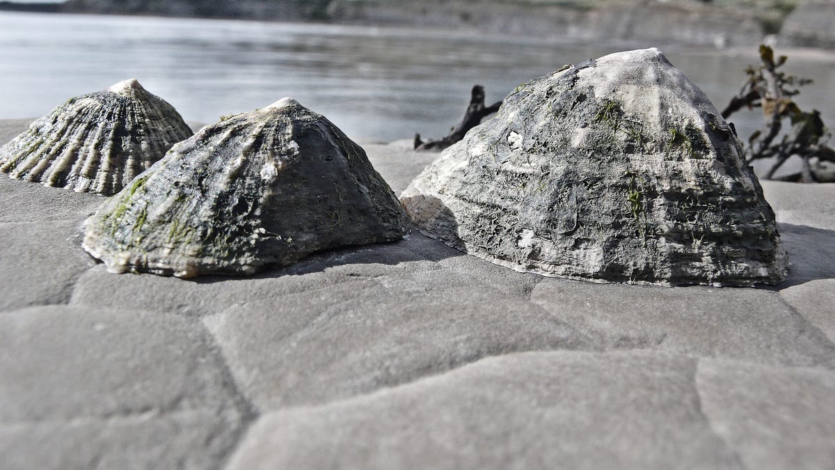 What limpets can tell us about life on Mesolithic Oronsay | by ...
