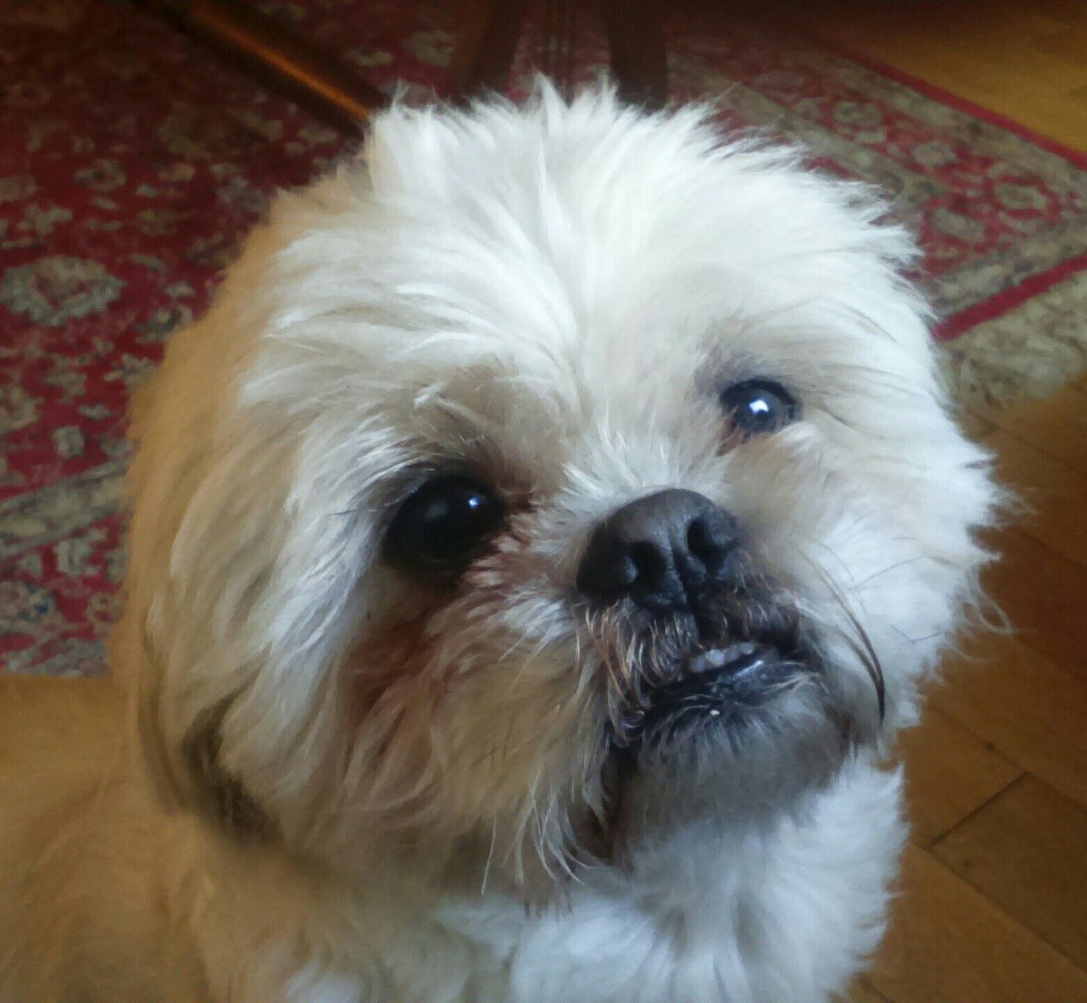 Charlie, I miss my Little Pal. I never thought I would write this way ...