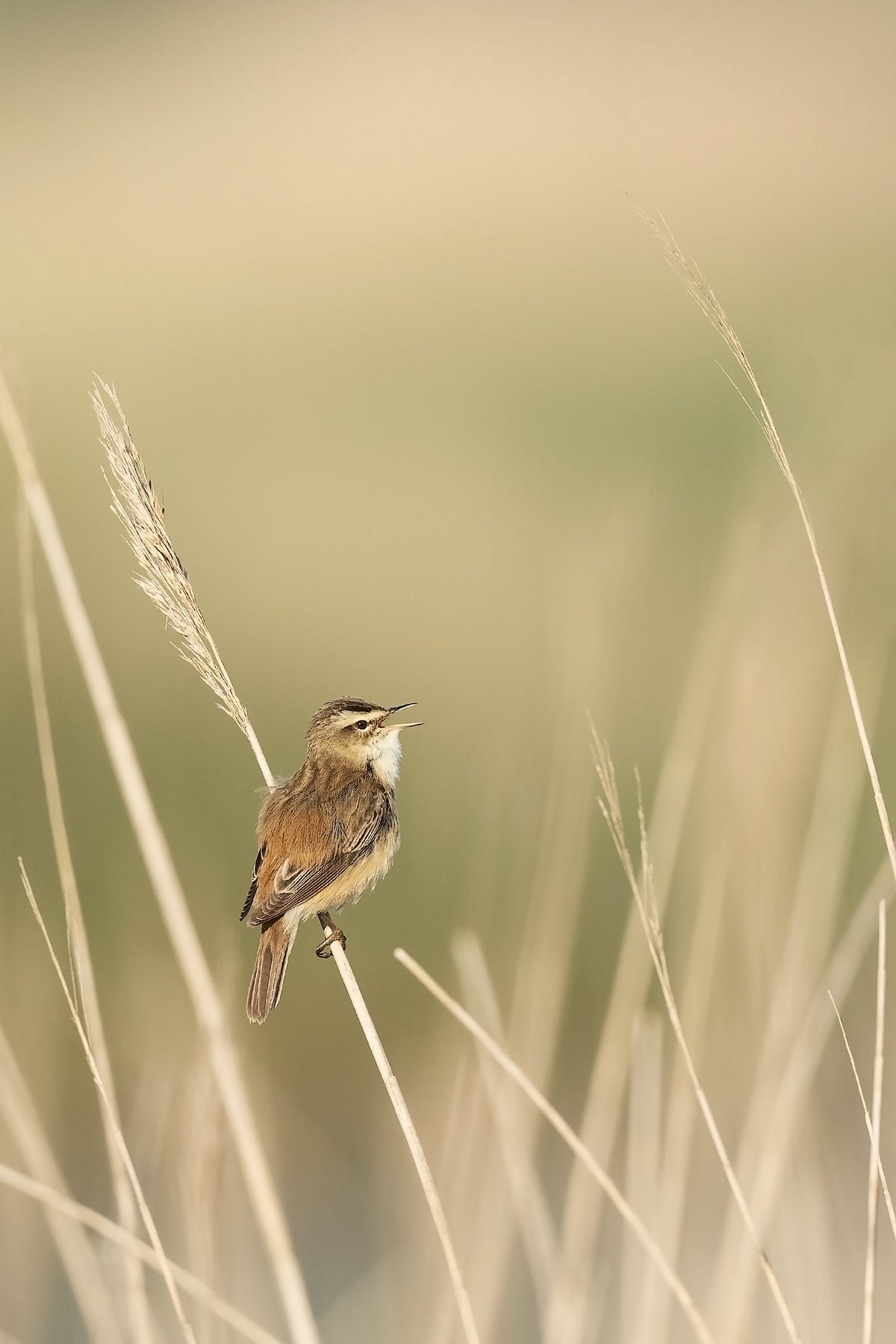 Birds Fly High. A poem | by Anna Rozwadowska | Lit Up | Medium