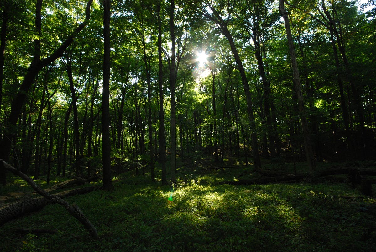 Seeing the Forest Through the Trees: Using Nvivo to See the Bigger ...