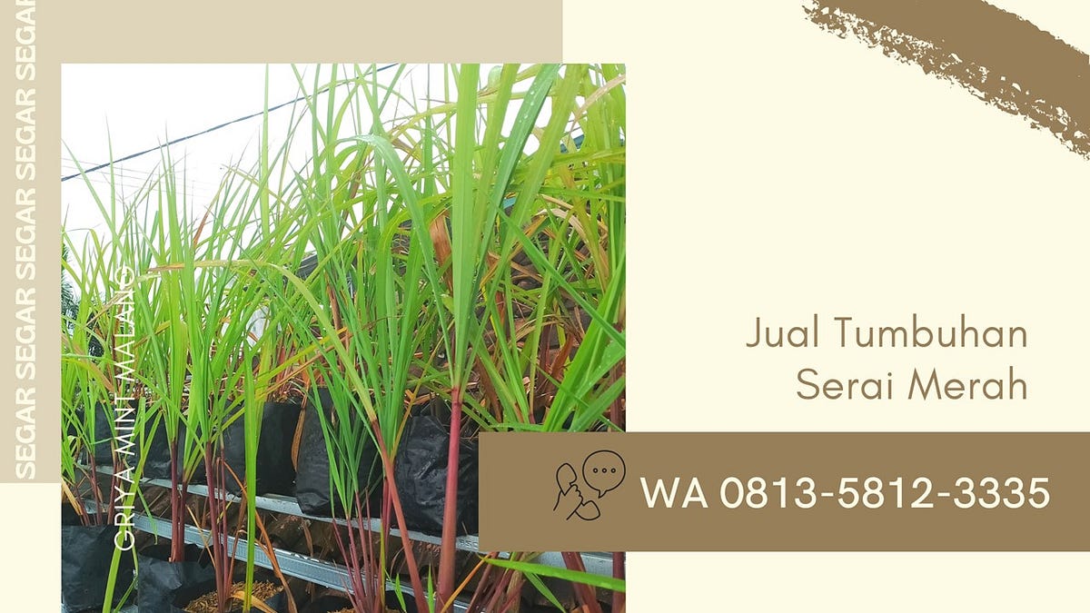 Berkhasiat,WA 0813–5812–3335, BIBIT SERAI MERAH MALANG - Tanaman ...
