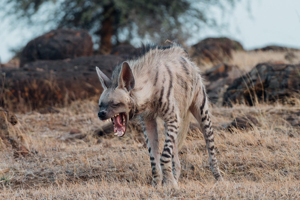 My Best Hyena Sightings. Up close with nature’s comedians | by Girish ...