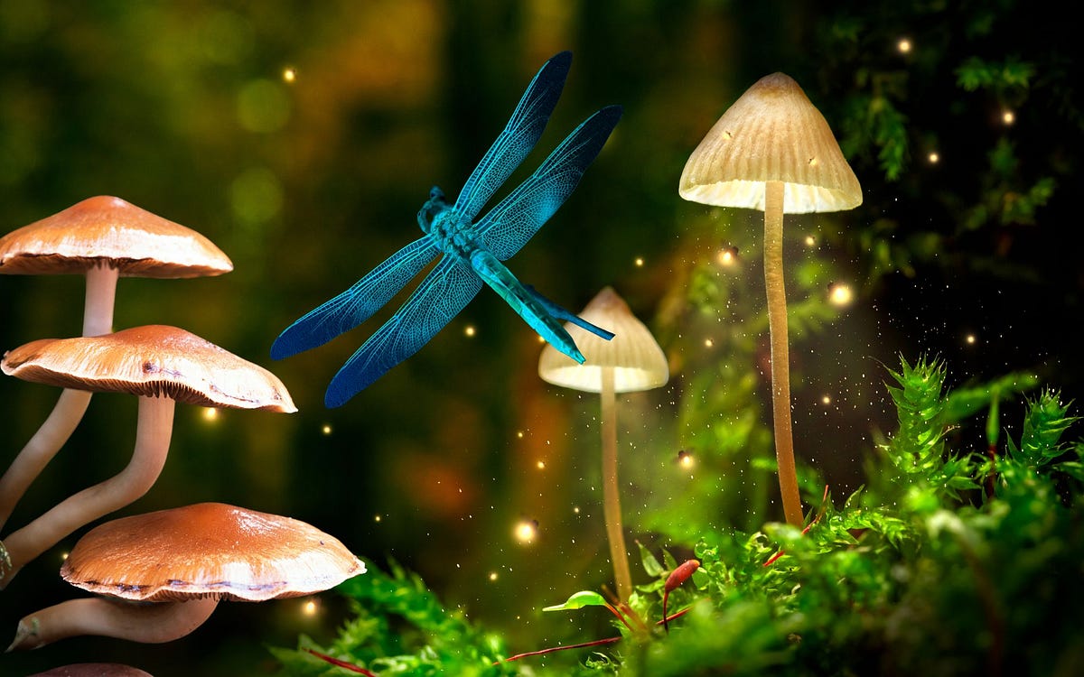 Mushrooms Are My New Power Animal and My Muse | by Marilyn Flower ...