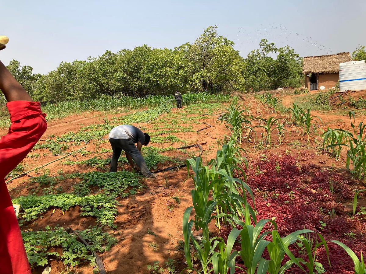 Benefits of Self Farming!!. Self sufficiency in farming is… | by ...