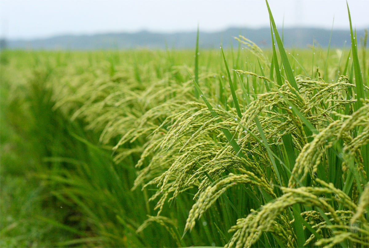 FICCO Rice Processing Center will start this 2019 | by FICCO | Medium
