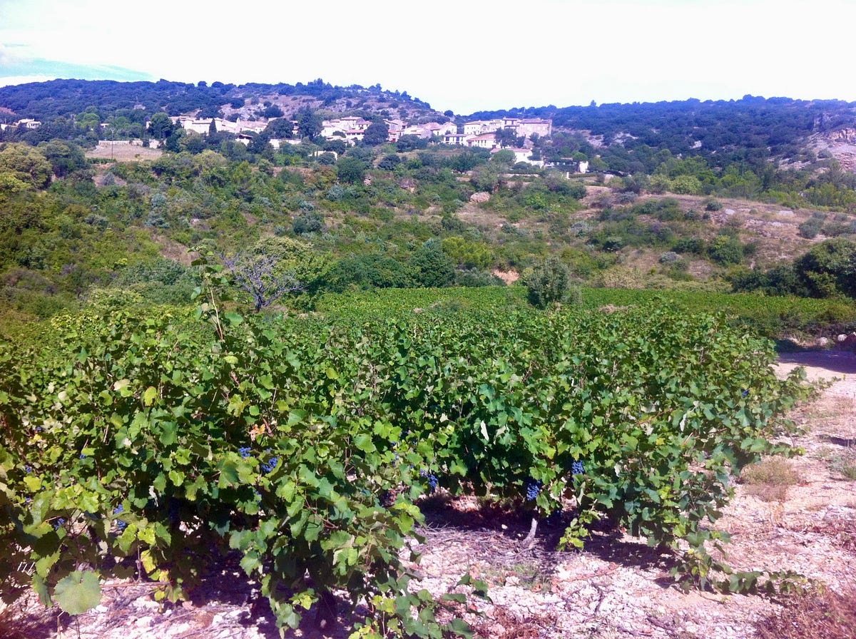 Ripe Figs, Wild Thyme, Purple Grapes & Sampling the Wine | by Janice ...