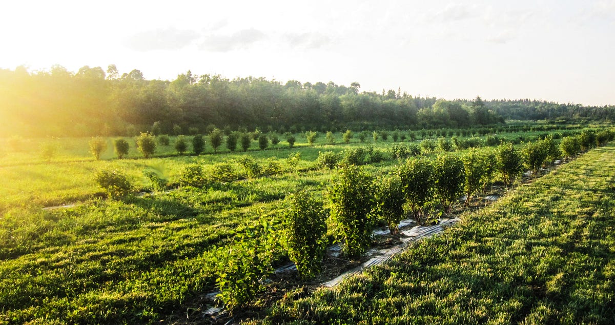 Canadian Haskap Fruit Wine, the Wine of Winners! | by Dominic Rivard ...