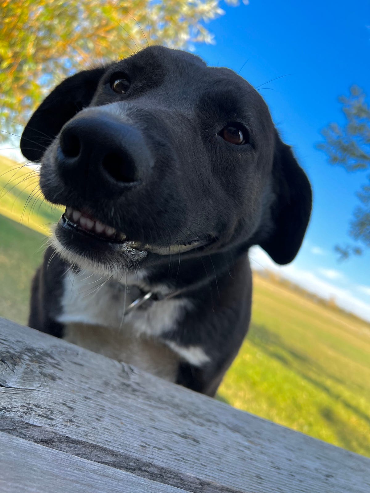 Introducing Miss Daisy. Woof! Yap! Bark! The variety of dogs… | by ...