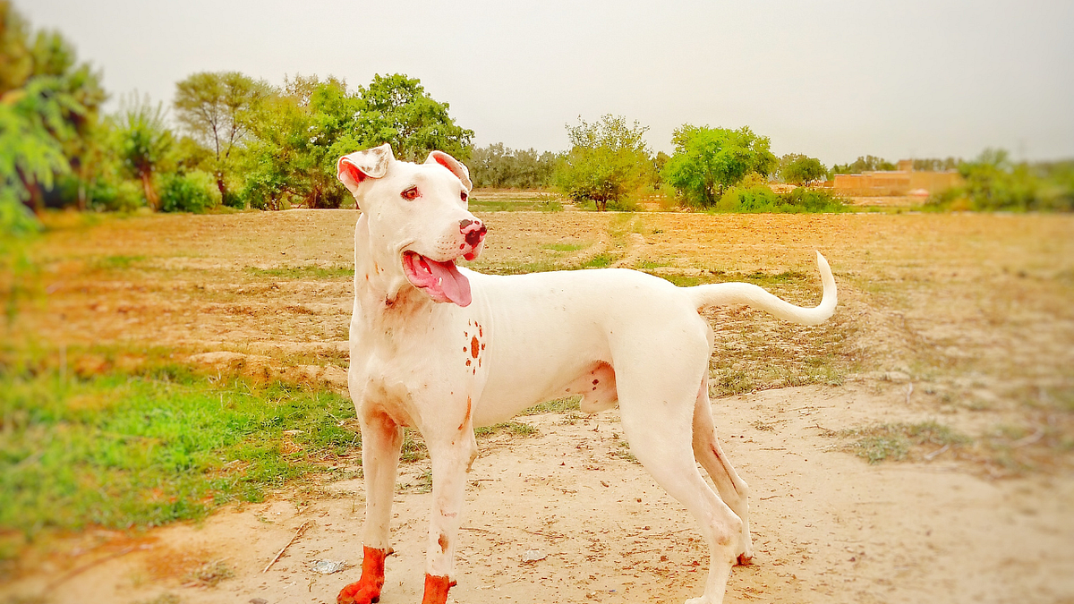 Dogs The Most Loyal And Friendly Companions Of Humans Amongst Animals ...