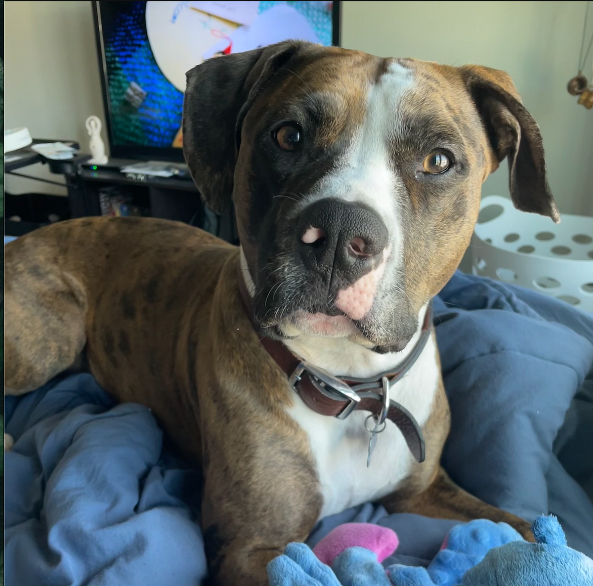 Basically, Puppies are Chaos Incarnate | by Analisa | Medium