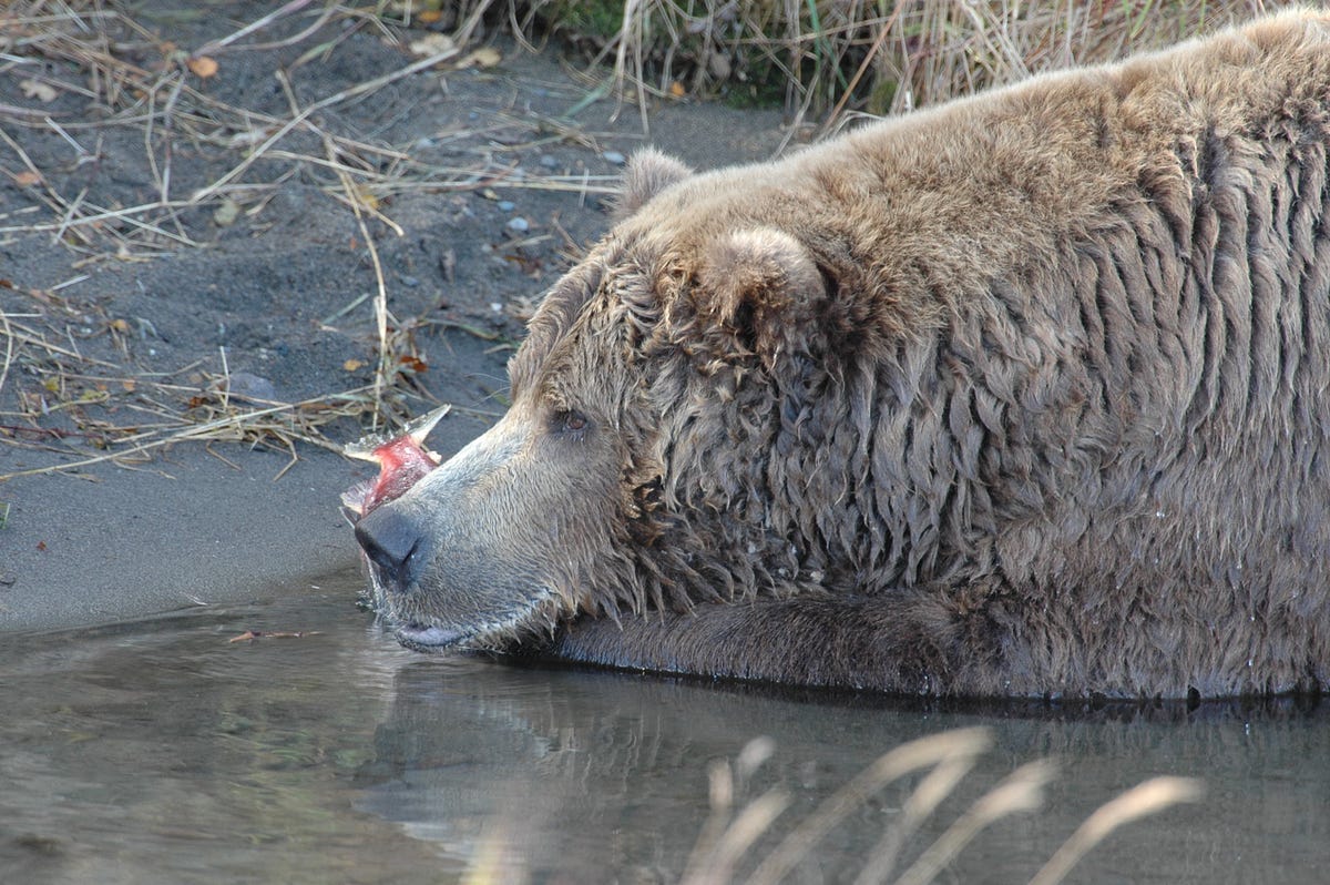The Daily Itinerary of a Bear Coming Out of Hibernation | by Ysabel ...