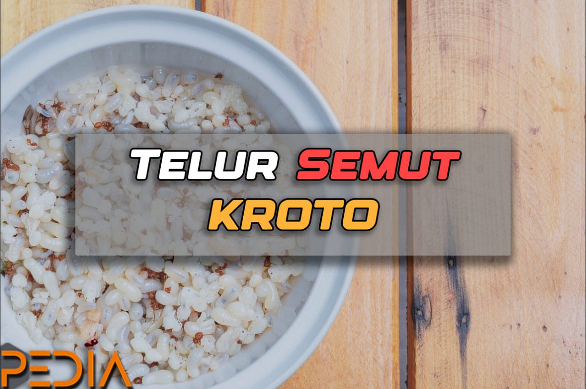 Kroto or Weaver Ant Eggs: What You Need to Know | by Krotopedia | Feb ...