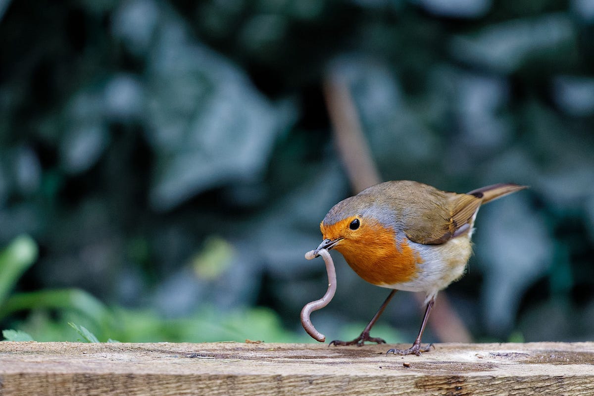 Worms and mental health. “Nobody likes me, everybody hates me I… | by ...