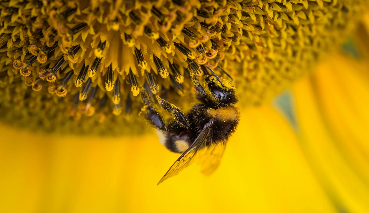 The Waggle Dance: Nature’s Choreographed Code and Its Role in Hive ...