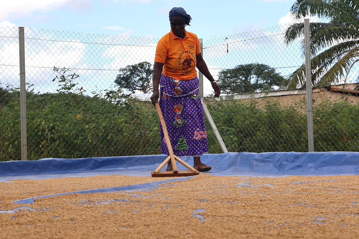 Strengthening the resilience of smallholder farmers in Africa: a South ...