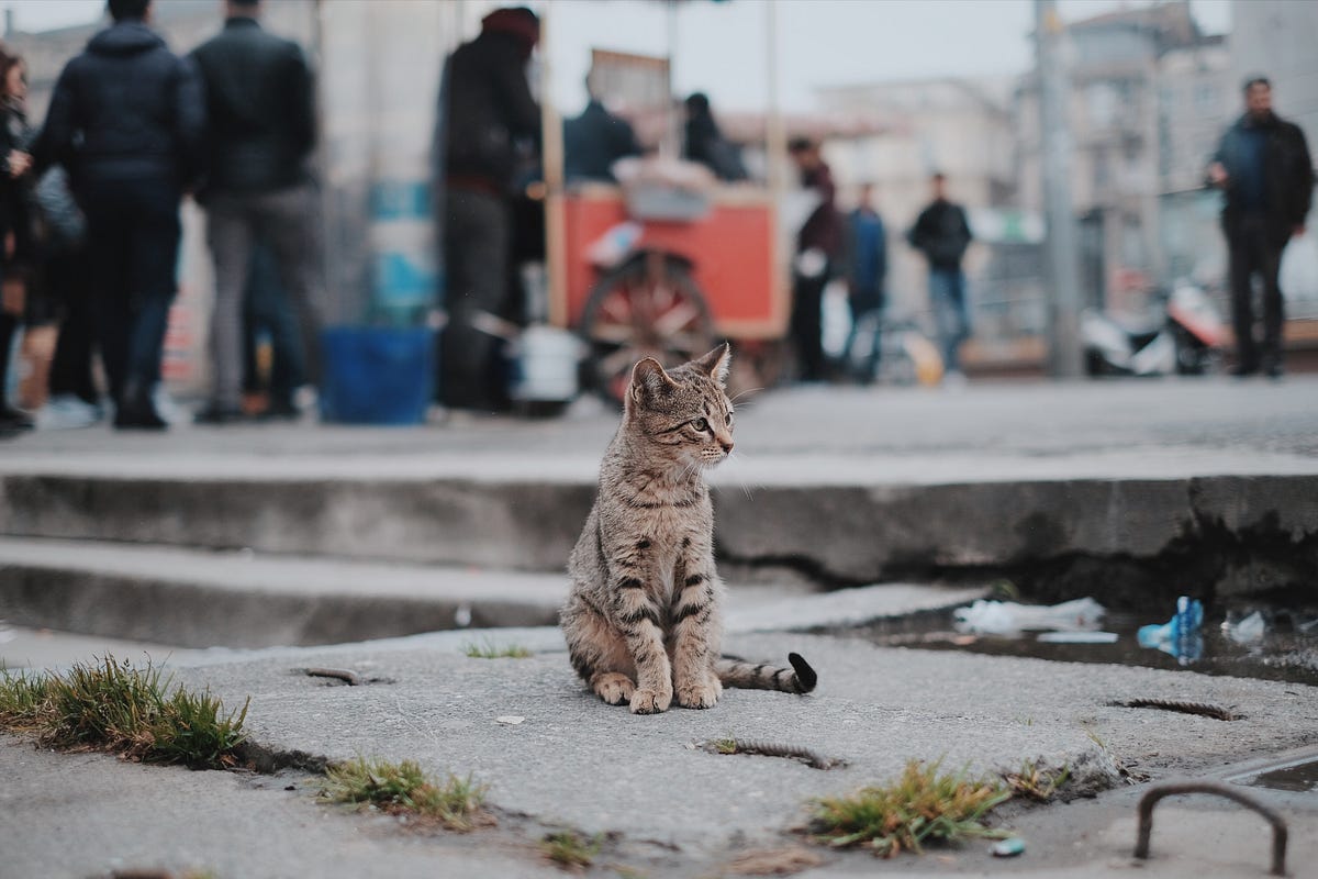 Cat on Main Street, by Ashley Sgro | by Beautiful Losers | Medium
