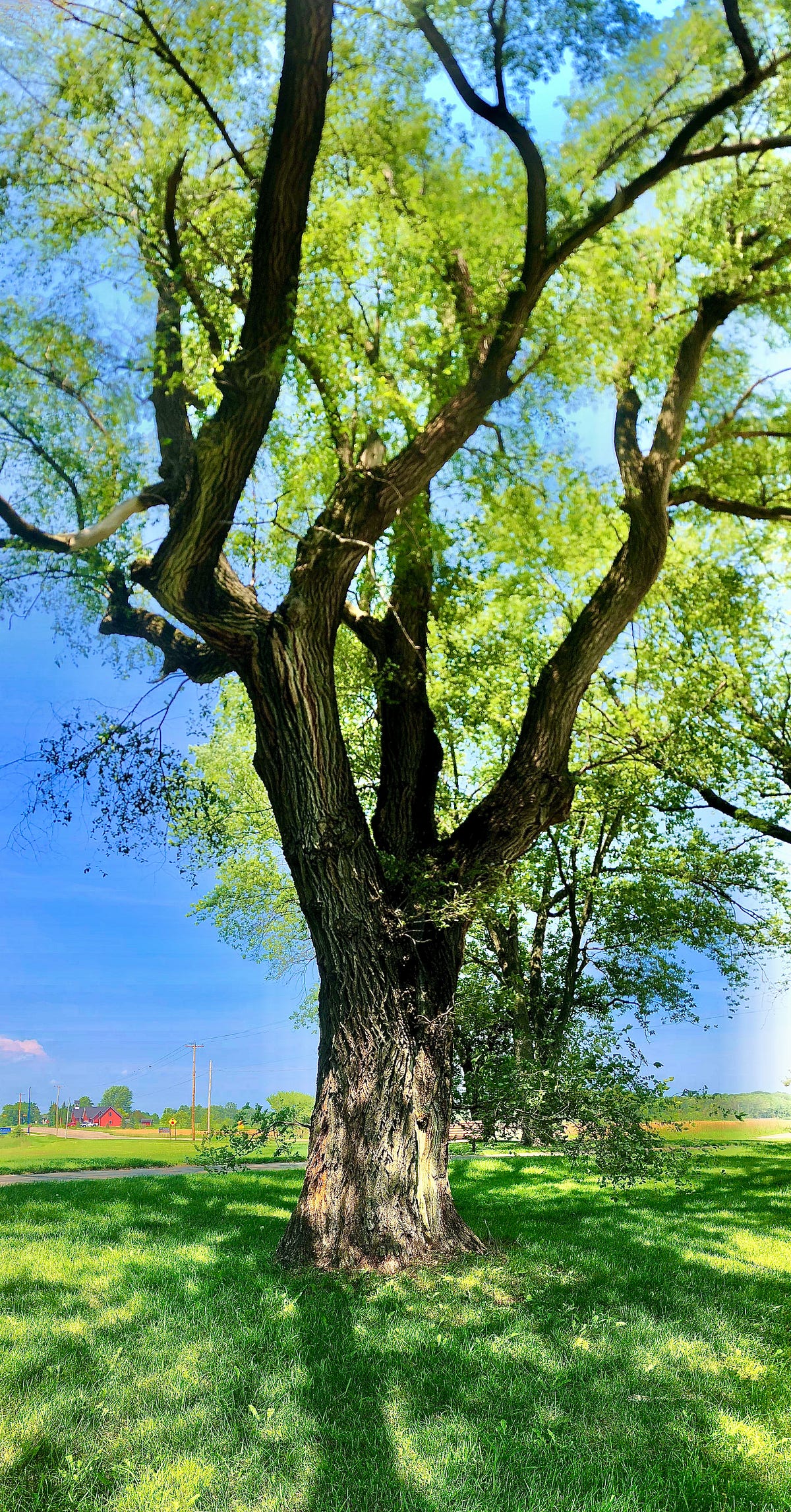 Amongst The Trees - For Awe - Medium