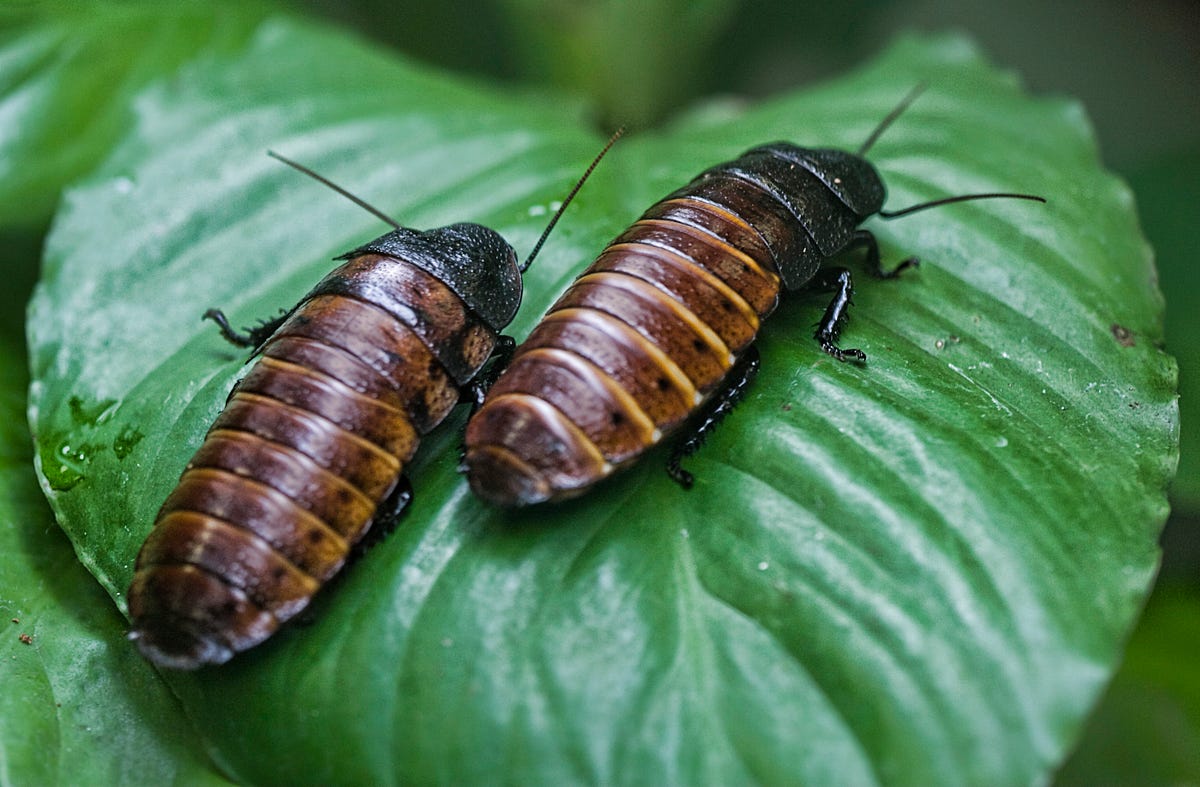 Stories of Service: Hissing Cockroaches at the Smithsonian in ...