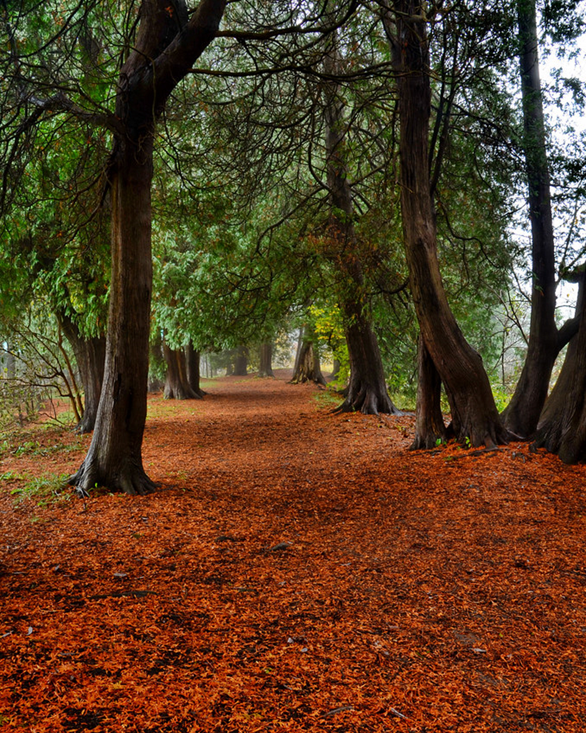 The Cedar Tree — A Forgotten Canadian Tree Worthy of Legends | by Ryan ...