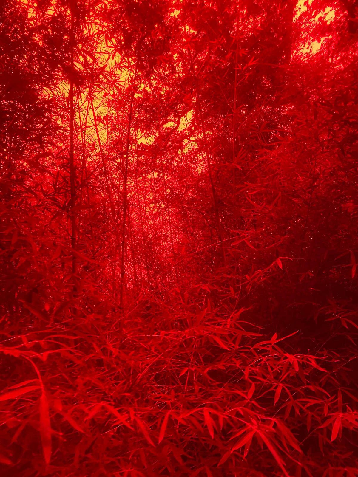 What does color mean to me. Color brings excitement into my life… | by ...