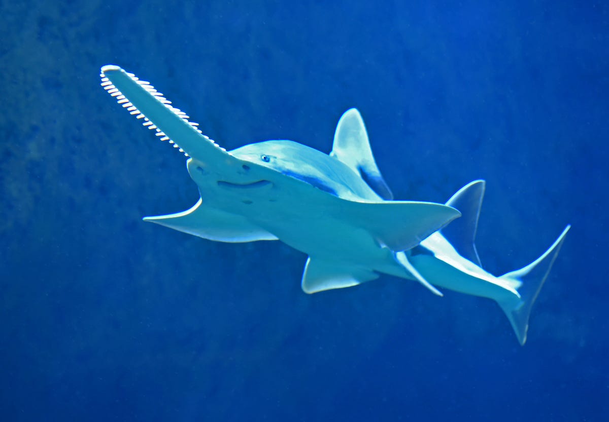 What Are Sawfish & Why Are They Important? | by FL BABE | Medium