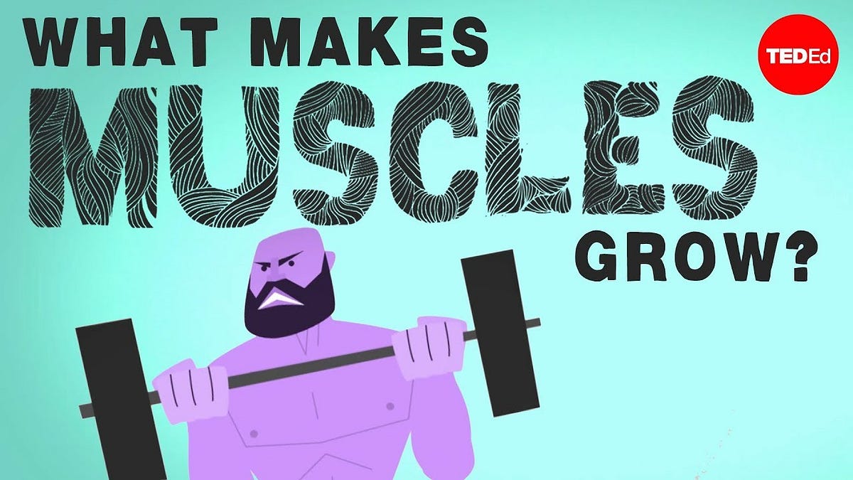 What makes muscles grow?. The science of muscle growth! | by Mart Bonus ...