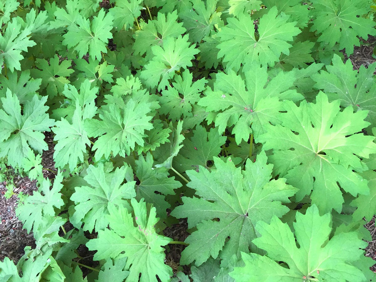 Wild Edibles: Sautéed Coltsfoot is Yummy | by Jeremy Puma | Invironment ...