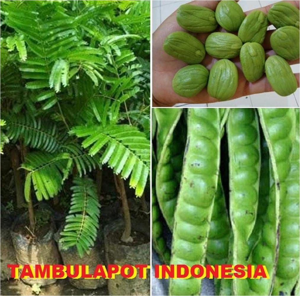 Bibit Pete Terbaru Tanaman Petai Pohon Hasil Okulasi Unggul Super Kota ...