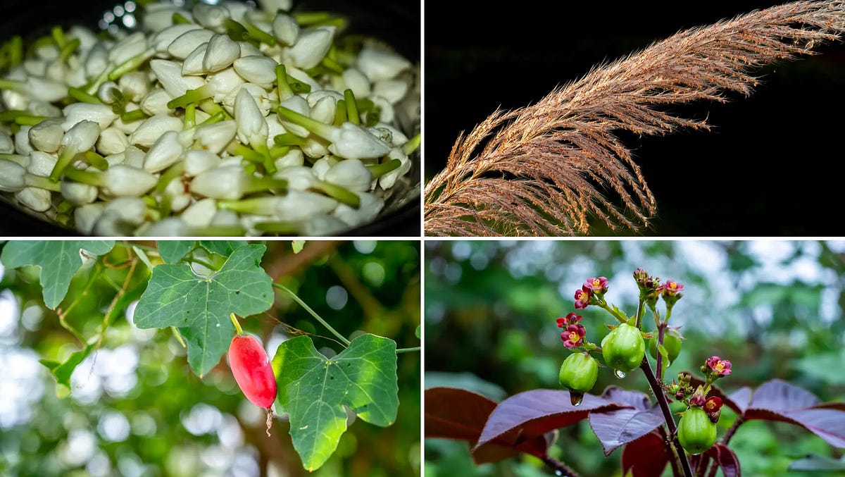 Beautiful Plant Images with 90+ collections: Part 7 on NaturePicStock ...