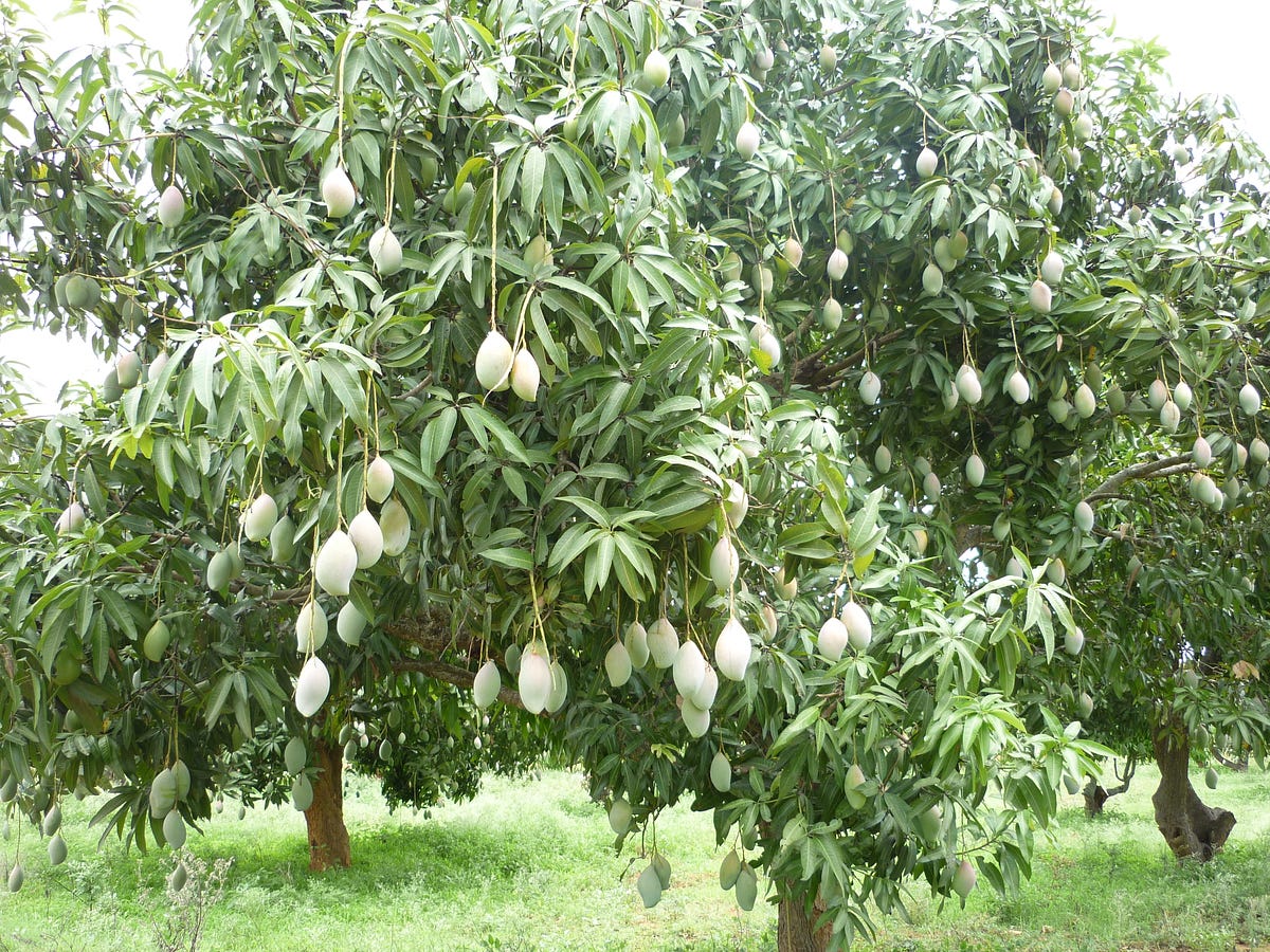11/7/13: Play Guitar Under the Mango Tree | by Sean Sylver | The Fox ...