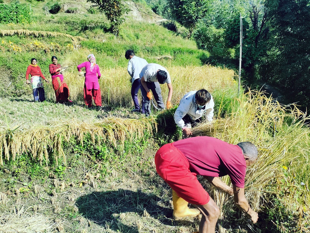 Farmers of Taplejung’s Sirijunga RM-7 Khewang harvesting paddy. The ...