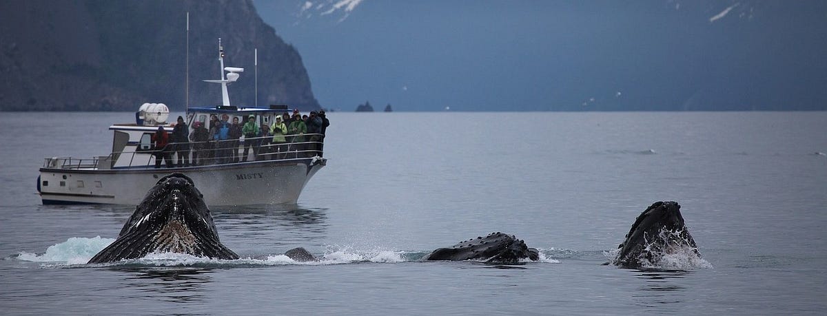 A crash course on Docker — Learn to swim with the big fish | by Adnan ...